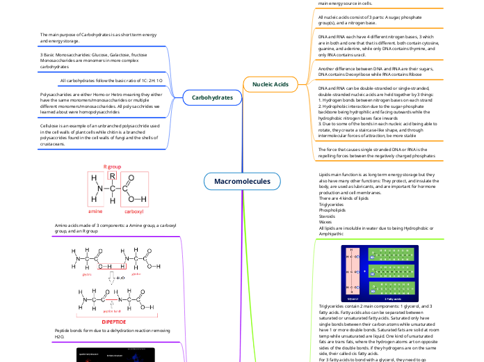 Macromolecules - Mind Map